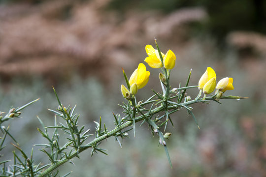 Tojo Images – Browse 231 Stock Photos, Vectors, and Video | Adobe Stock