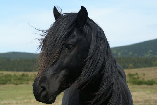 รูปภาพFrison – เลือกดูภาพถ่ายสต็อก เวกเตอร์ และวิดีโอ178 | Adobe Stock