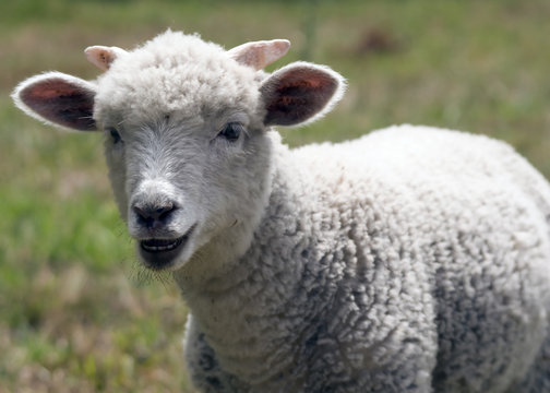 Obeja 이미지 – 찾아보기 68 스톡 사진, 벡터 및 비디오 | Adobe Stock