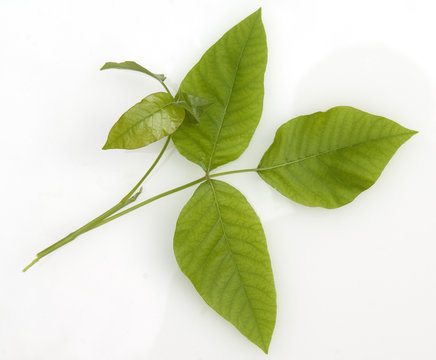 รูปภาพGiftefeu – เลือกดูภาพถ่ายสต็อก เวกเตอร์ และวิดีโอ14 | Adobe Stock