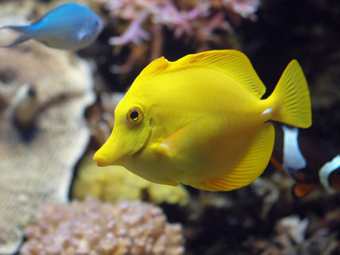 Surgeonfish Bilder – Durchsuchen 7,615 Archivfotos, Vektorgrafiken und ...