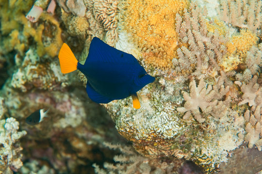 "Yellowtail Tang" Images – Browse 286 Stock Photos, Vectors, and Video ...