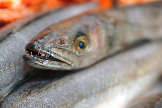 Merluchon Images – Browse 58 Stock Photos, Vectors, and Video | Adobe Stock