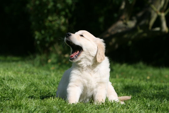 Imagens de Bailler – Explore Fotografias do Stock, Vetores e Vídeos de ...