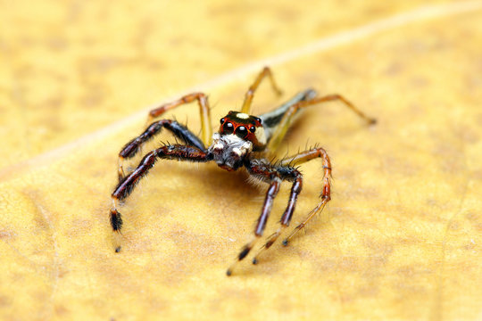 Epeus Images – Browse 36 Stock Photos, Vectors, and Video | Adobe Stock