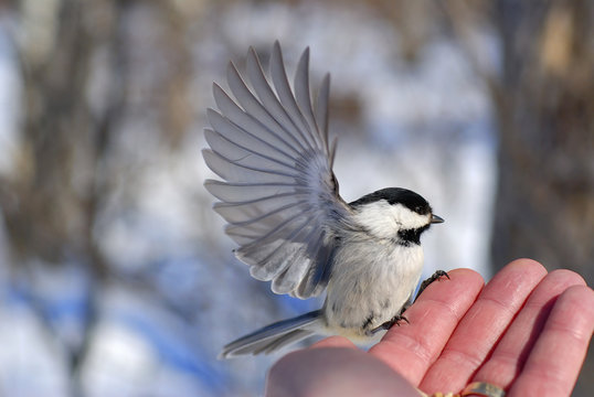 Chickadee Flying