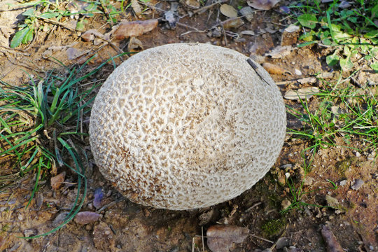 「Esporas」の画像 - 321 件の Stock 写真、ベクターおよびビデオ | Adobe Stock