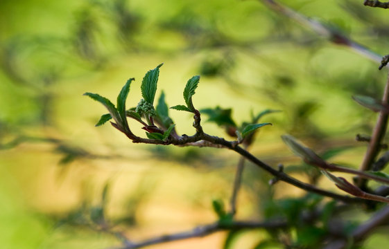 Bourgeonner bilder – Bläddra bland 397 stockfoton, vektorer och videor ...