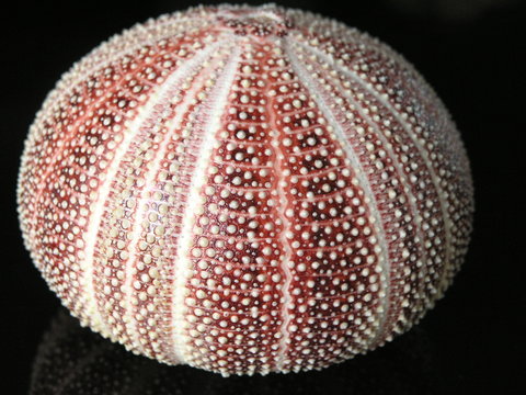 Seeigelskelett Bilder – Durchsuchen 275 Archivfotos, Vektorgrafiken und ...