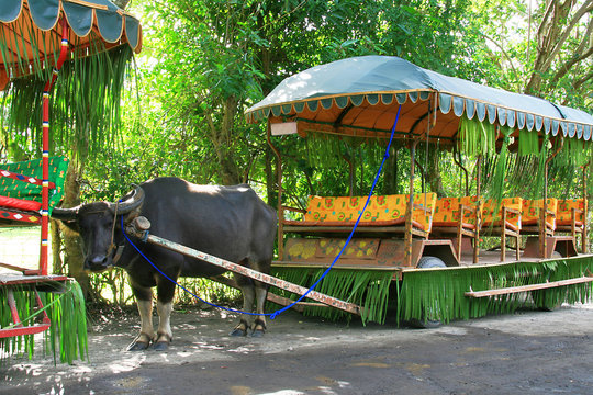 รูปภาพCarabao – เลือกดูภาพถ่ายสต็อก เวกเตอร์ และวิดีโอ4,890 | Adobe Stock