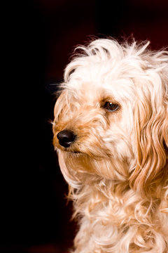 Sheltiepoo bilder – Bläddra bland 4 stockfoton, vektorer och videor ...