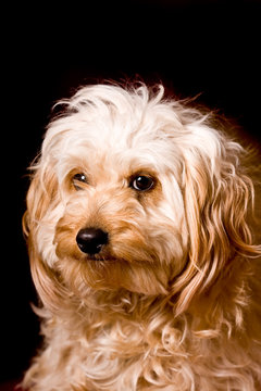 Sheltiepoo bilder – Bläddra bland 4 stockfoton, vektorer och videor ...