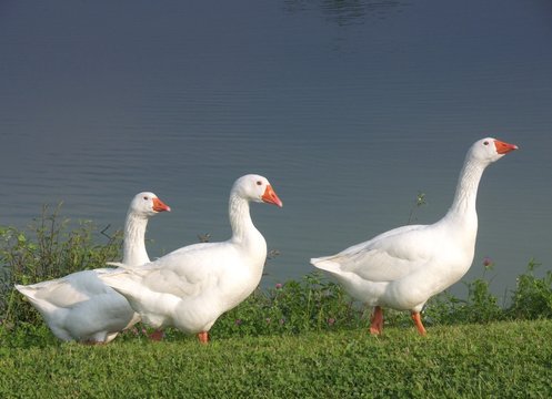 รูปภาพOche – เลือกดูภาพถ่ายสต็อก เวกเตอร์ และวิดีโอ1,029 | Adobe Stock