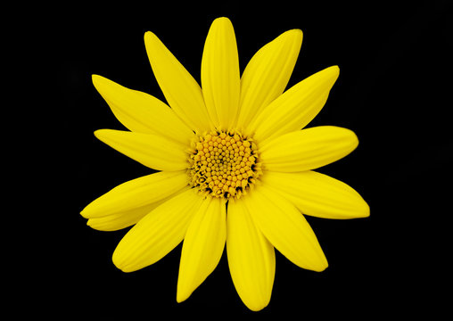 Gialla Images – Browse 6,465 Stock Photos, Vectors, and Video | Adobe Stock