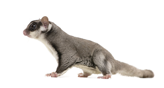 Breviceps Images – Browse 1,295 Stock Photos, Vectors, and Video ...