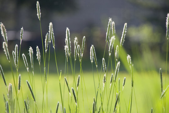 Graspollen Bilder – Durchsuchen 5,326 Archivfotos, Vektorgrafiken und ...
