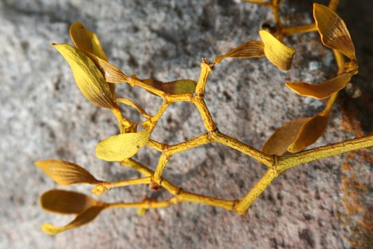 Terraneous Images – Browse 18 Stock Photos, Vectors, and Video | Adobe ...