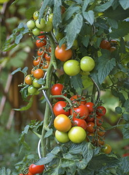 Strauchtomate - Images et vidéos libres de droits | Adobe Stock