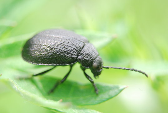 Maggiolino Images – Browse 1,737 Stock Photos, Vectors, and Video ...