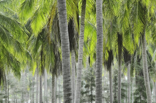 Coconut-Tree bilder – Bläddra bland 118 stockfoton, vektorer och videor ...