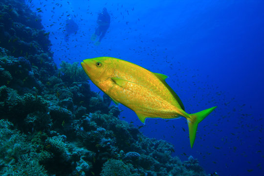 Bajad Images – Browse 20 Stock Photos, Vectors, and Video | Adobe Stock