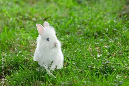 "weisser Hase 3" Stockfotos und lizenzfreie Bilder auf Fotolia.com ...