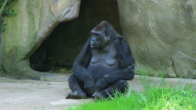 Embarrassed Animal Images – Browse 1,912 Stock Photos, Vectors, and ...