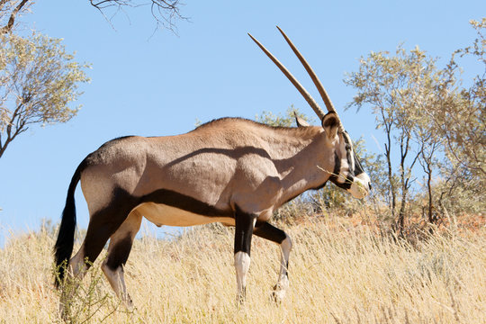 「Orix」の写真素材 | 1,683件の無料イラスト画像 | Adobe Stock