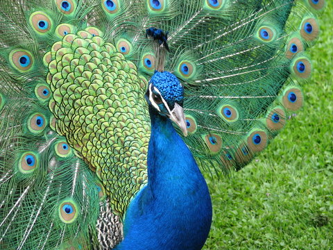 「Paon」の画像 - 2,936 件の Stock 写真、ベクターおよびビデオ | Adobe Stock