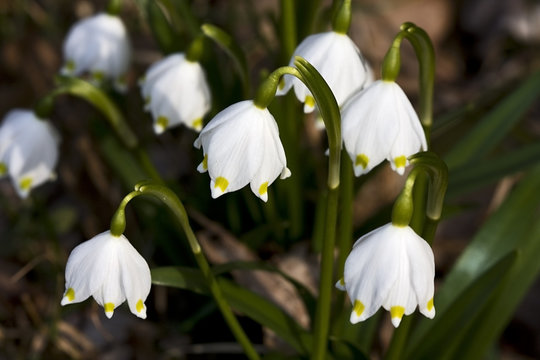รูปภาพSchneeblume – เลือกดูภาพถ่ายสต็อก เวกเตอร์ และวิดีโอ194 | Adobe Stock