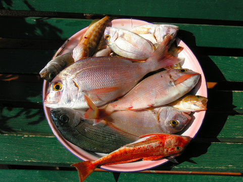 รูปภาพDentice – เลือกดูภาพถ่ายสต็อก เวกเตอร์ และวิดีโอ285 | Adobe Stock