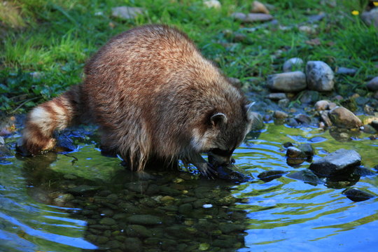 Racon Images – Browse 58 Stock Photos, Vectors, and Video | Adobe Stock