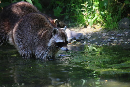 Racon Images – Browse 65 Stock Photos, Vectors, and Video | Adobe Stock