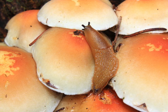 รูปภาพCarpophore – เลือกดูภาพถ่ายสต็อก เวกเตอร์ และวิดีโอ441 | Adobe Stock