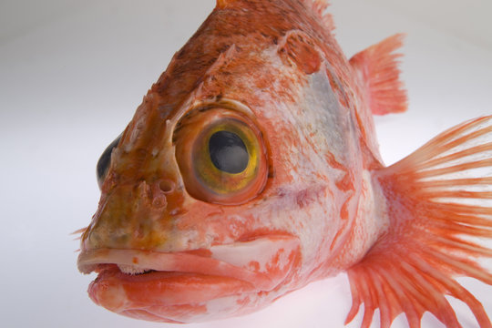 รูปภาพCabracho – เลือกดูภาพถ่ายสต็อก เวกเตอร์ และวิดีโอ94 | Adobe Stock