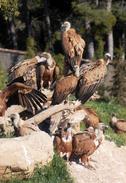 Aasgeier Bilder – Durchsuchen 5,909 Archivfotos, Vektorgrafiken und ...