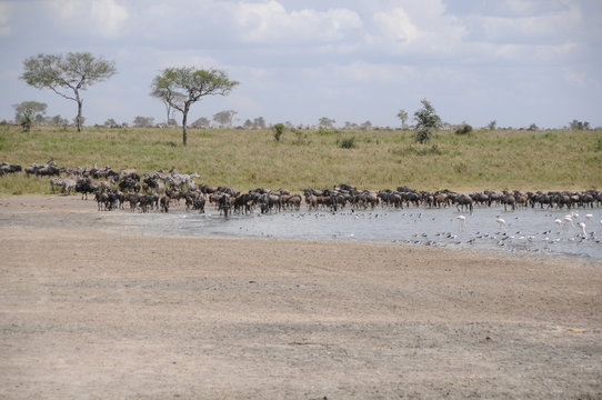 「Gnus」の写真素材 | 3,522件の無料イラスト画像 | Adobe Stock