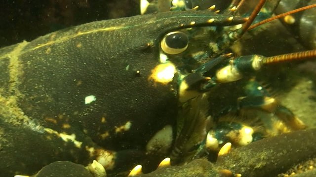 Strandkrabbe Images – Browse 235 Stock Photos, Vectors, and Video ...