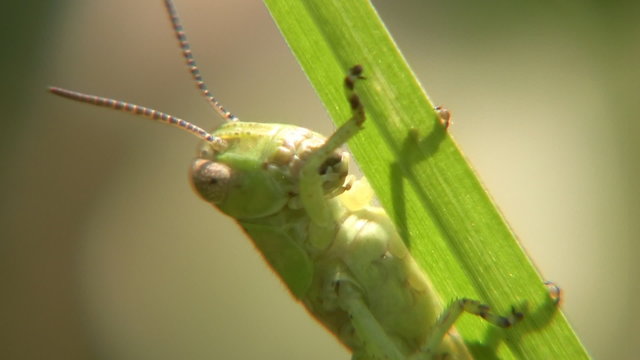 Chapulin Images – Browse 233 Stock Photos, Vectors, and Video | Adobe Stock