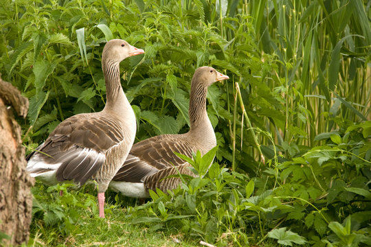 Fluggans bilder – Bläddra bland 28 stockfoton, vektorer och videor ...