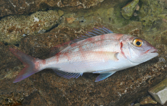 Pagello Images – Browse 94 Stock Photos, Vectors, and Video | Adobe Stock