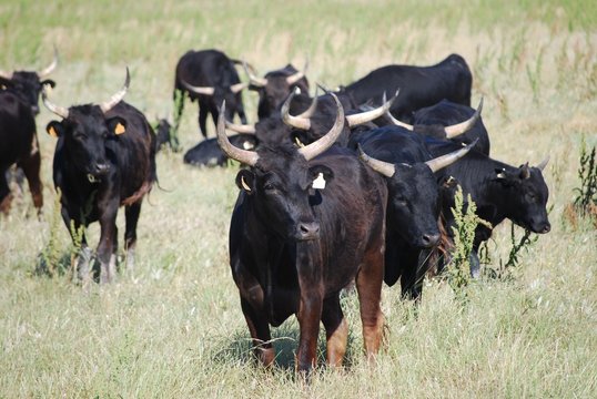 「Vachette」の写真素材 | 614件の無料イラスト画像 | Adobe Stock