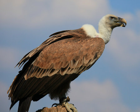 375 BESTE Pleitegeier BILDER, STOCK-FOTOS & -VEKTORGRAFIKEN | Adobe Stock