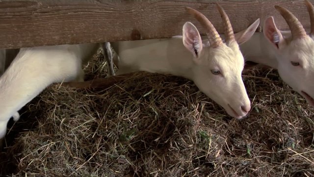 Caprette Images – Browse 251 Stock Photos, Vectors, and Video | Adobe Stock