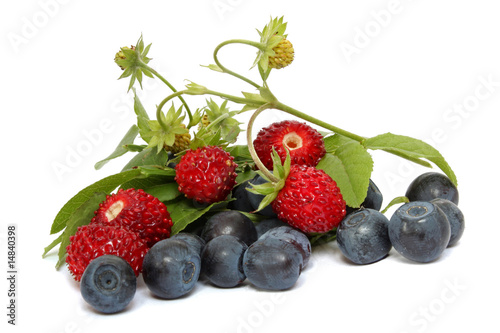 "Waldbeeren" Stockfotos und lizenzfreie Bilder auf Fotolia.com - Bild ...