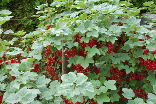 "Rote Johannisbeeren" Images – Browse 1,427 Stock Photos, Vectors, and ...