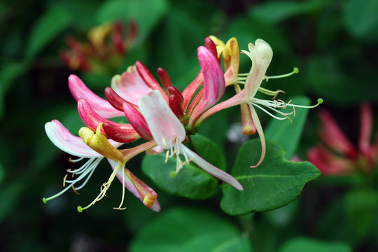 รูปภาพLonicera – เลือกดูภาพถ่ายสต็อก เวกเตอร์ และวิดีโอ19,494 | Adobe Stock