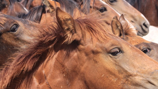 รูปภาพFluchttier – เลือกดูภาพถ่ายสต็อก เวกเตอร์ และวิดีโอ881 | Adobe Stock