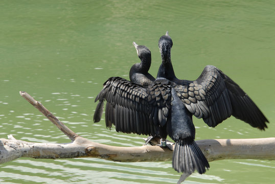 Cormorani Images – Browse 320 Stock Photos, Vectors, and Video | Adobe ...