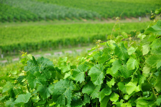 รูปภาพWinzerei – เลือกดูภาพถ่ายสต็อก เวกเตอร์ และวิดีโอ1,018 | Adobe Stock